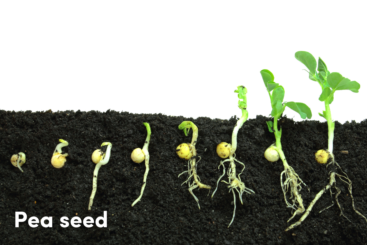 Understanding Seeds: What's Inside and How Germination Happens | The Seed Collection